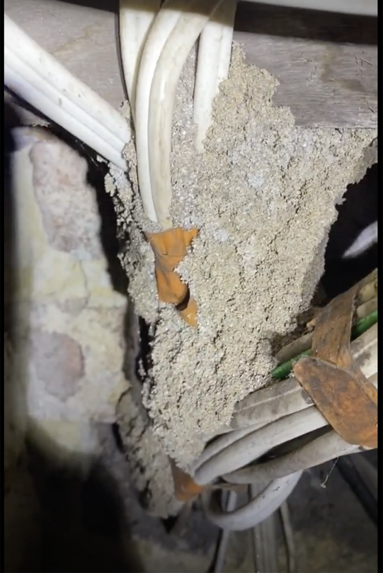 Termite Mud Nest Mounds in House and Termite Nest Under House